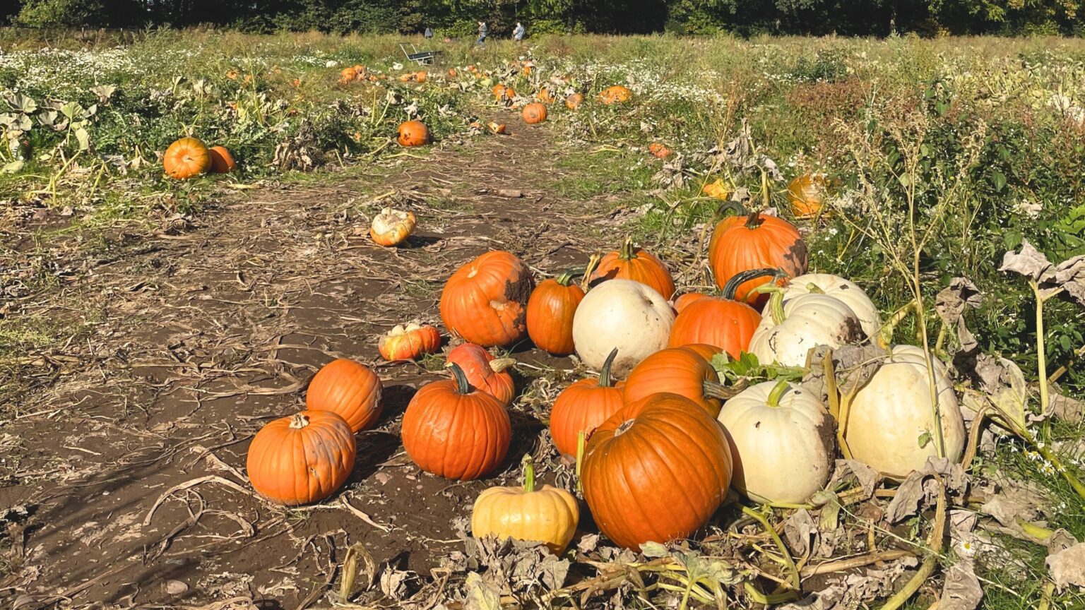 October Half Term Fun | Park Regis Birmingham